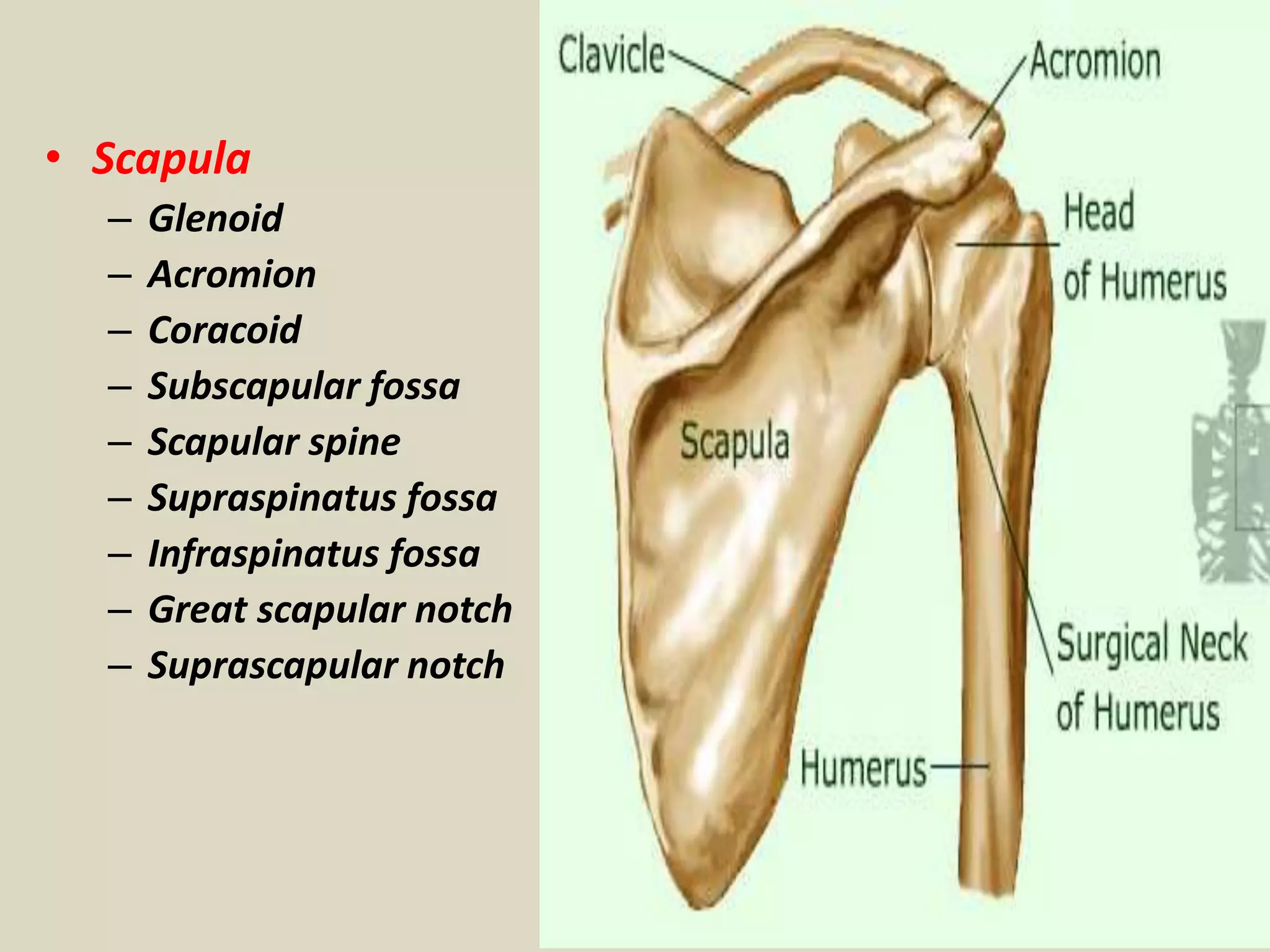 Presentation1.pptx, radiological anatomy of the upper limb joint. | PPTX