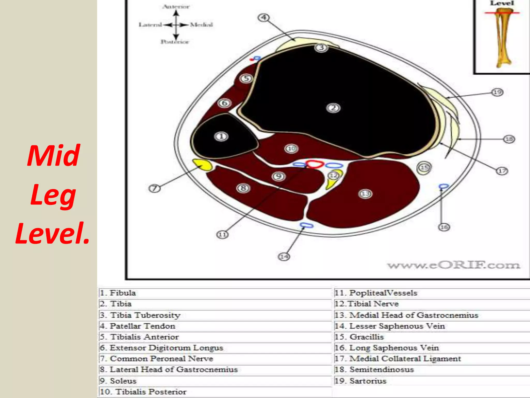 Presentation1.pptx, radiological anatomy of the thigh and leg. | PPTX