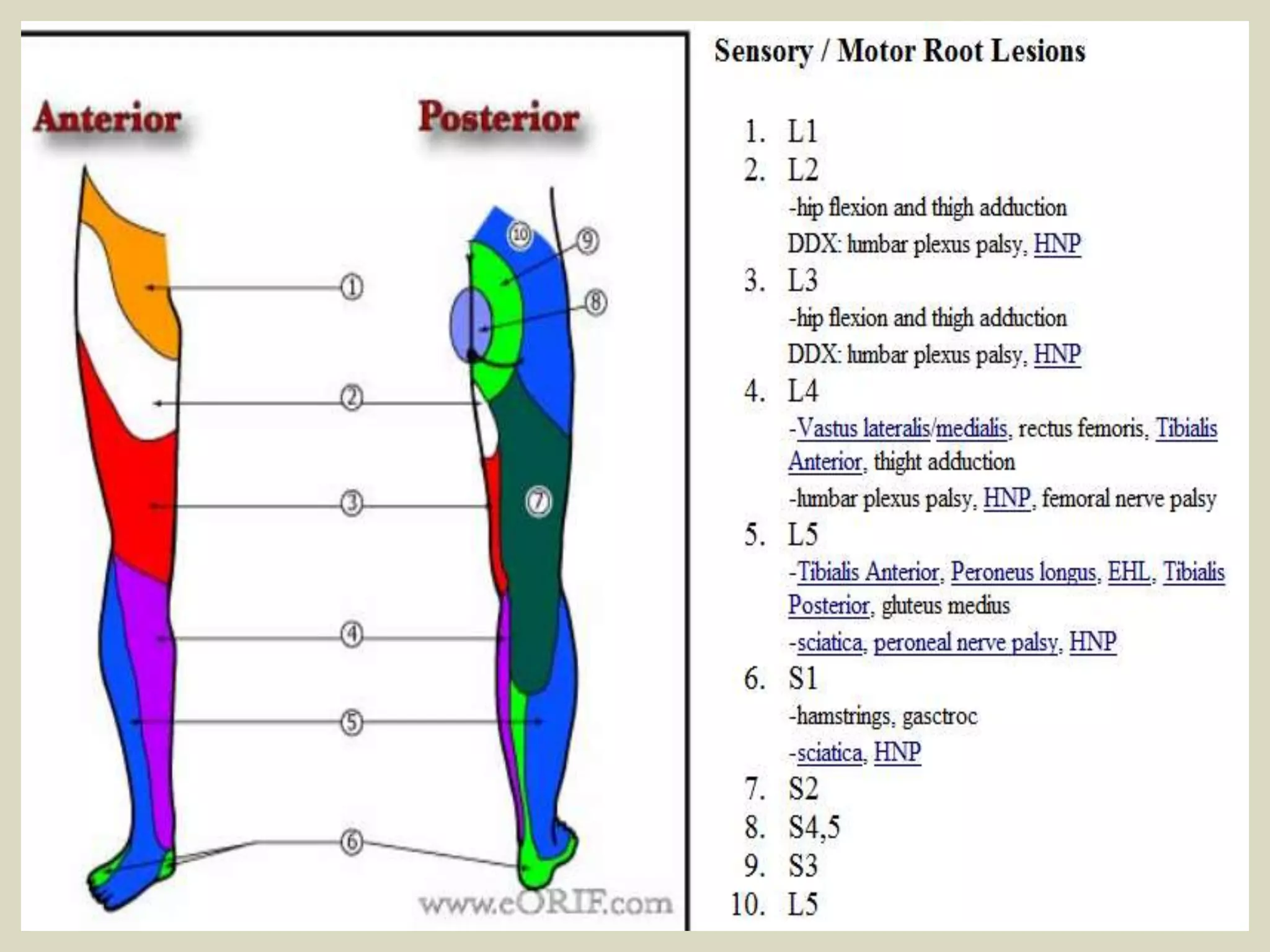 Presentation1.pptx, radiological anatomy of the thigh and leg. | PPTX