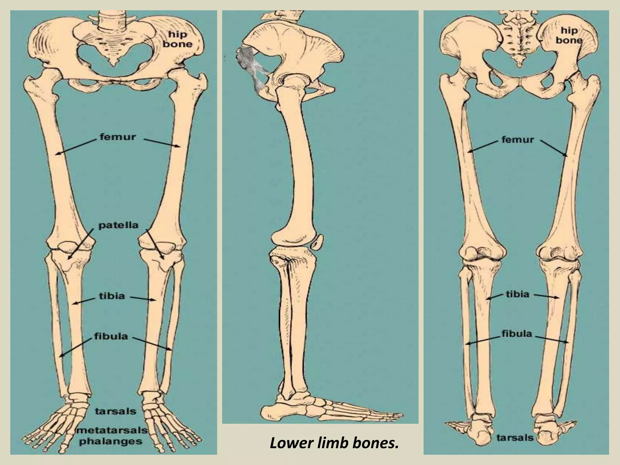 Presentation1.pptx, radiological anatomy of the thigh and leg. | PPTX