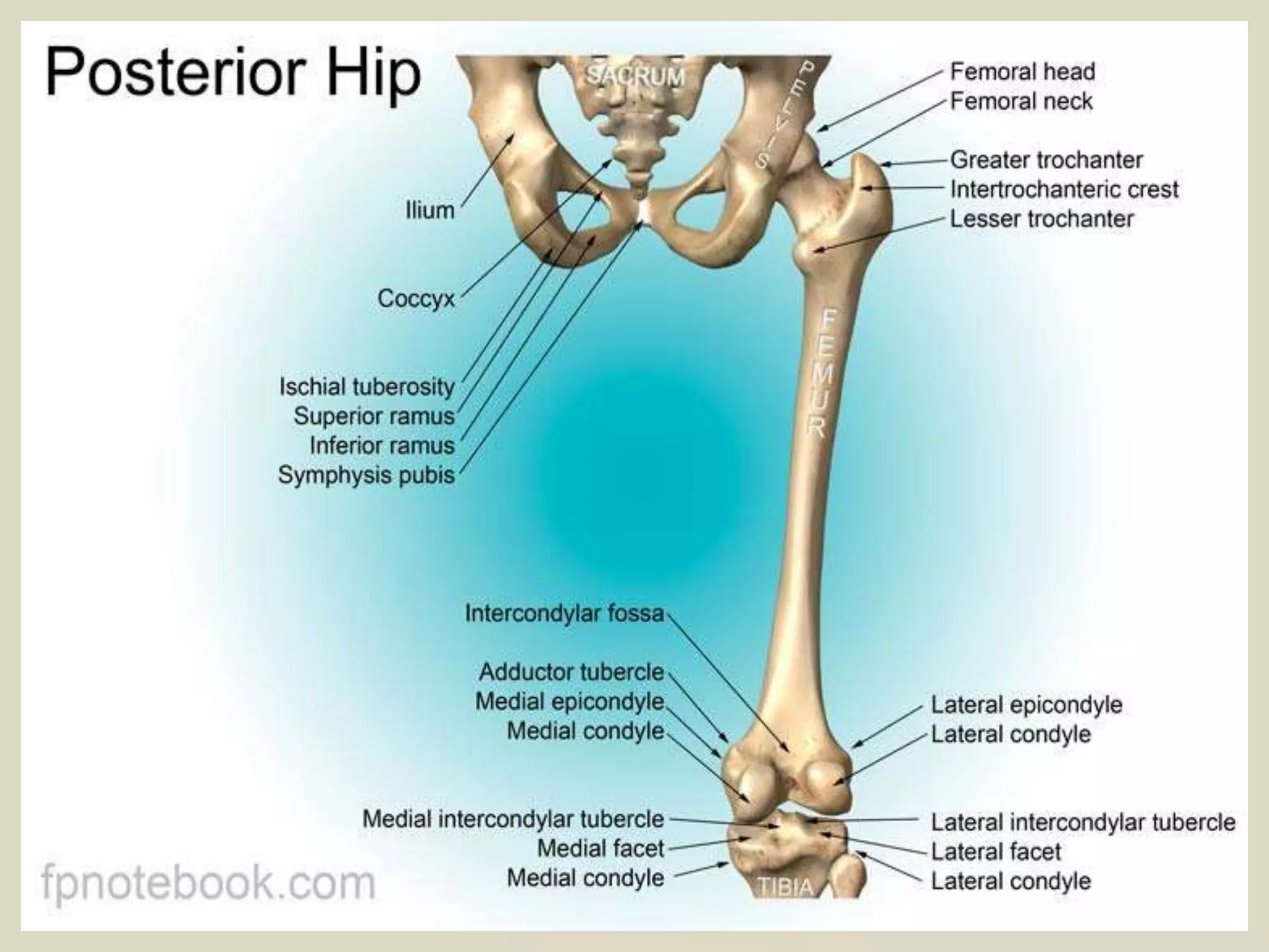 Presentation1.pptx, radiological anatomy of the thigh and leg. | PPTX