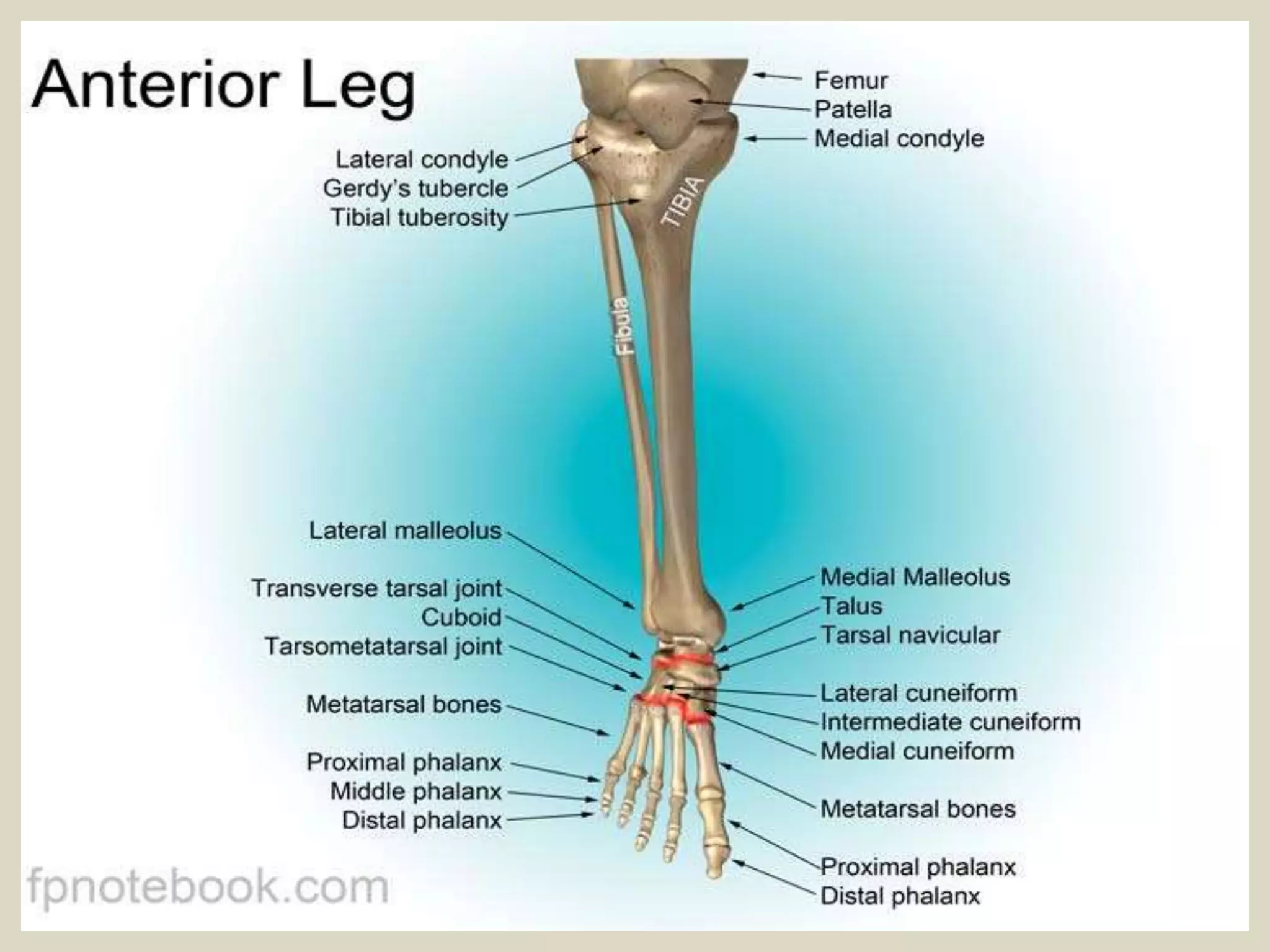 Presentation1.pptx, radiological anatomy of the thigh and leg. | PPTX