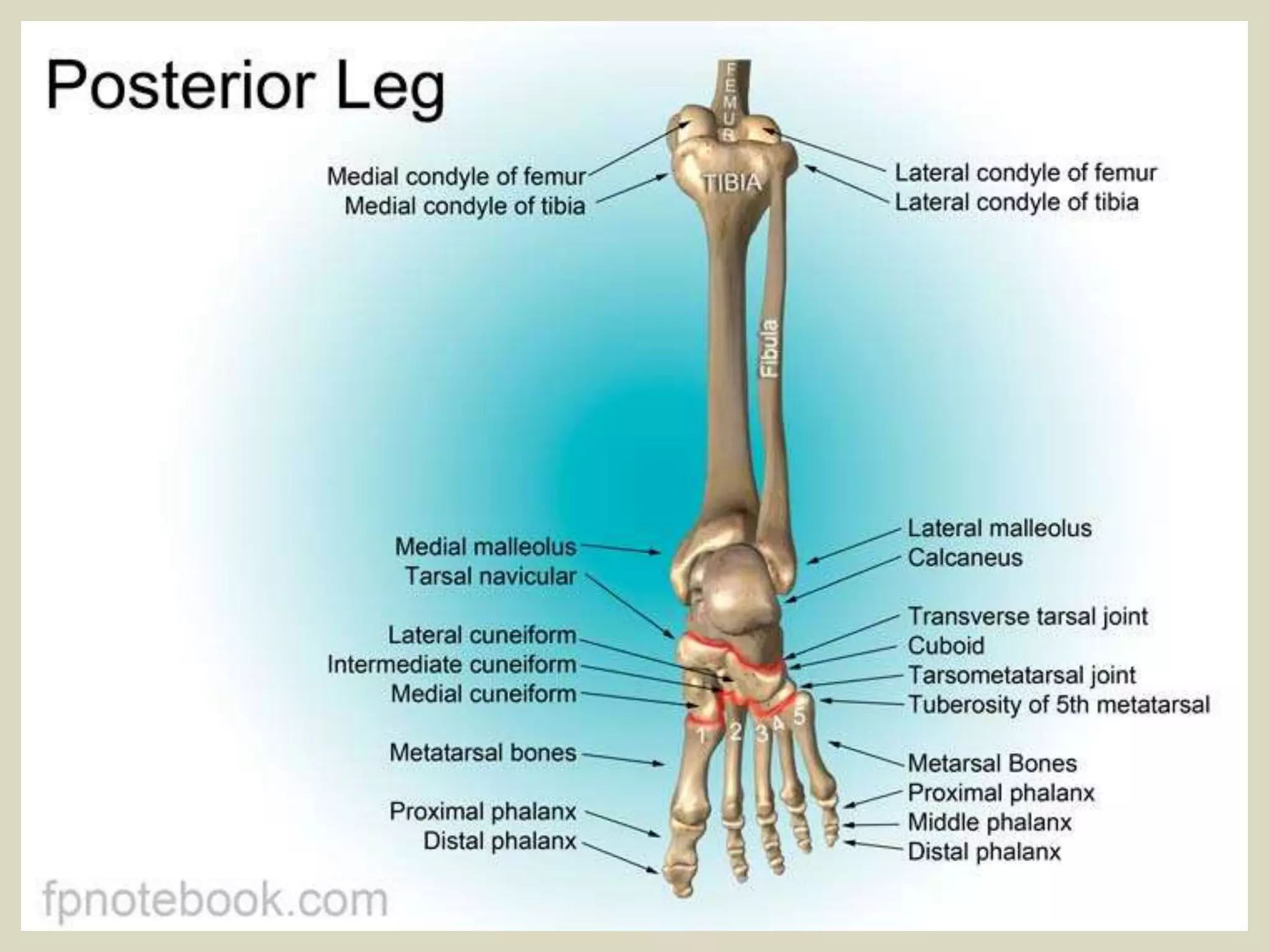 Presentation1.pptx, radiological anatomy of the thigh and leg. | PPTX