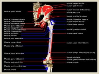 Presentation1.pptx, radiological anatomy of the thigh and leg. | PPTX