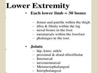 Presentation1.pptx, radiological anatomy of the thigh and leg. | PPTX