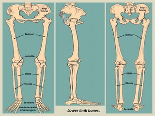 Presentation1.pptx, radiological anatomy of the thigh and leg. | PPTX