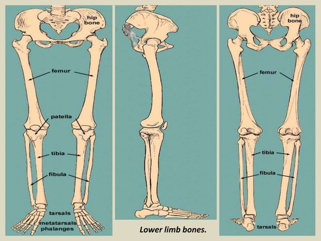 Presentation1.pptx, radiological anatomy of the thigh and leg. | PPTX | Death, Injury, or ...