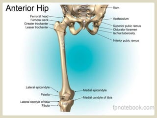 Presentation1.pptx, radiological anatomy of the thigh and leg. | PPTX