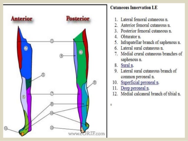 Presentation1.pptx, radiological anatomy of the thigh and leg.