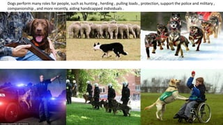 Dogs | PPTX