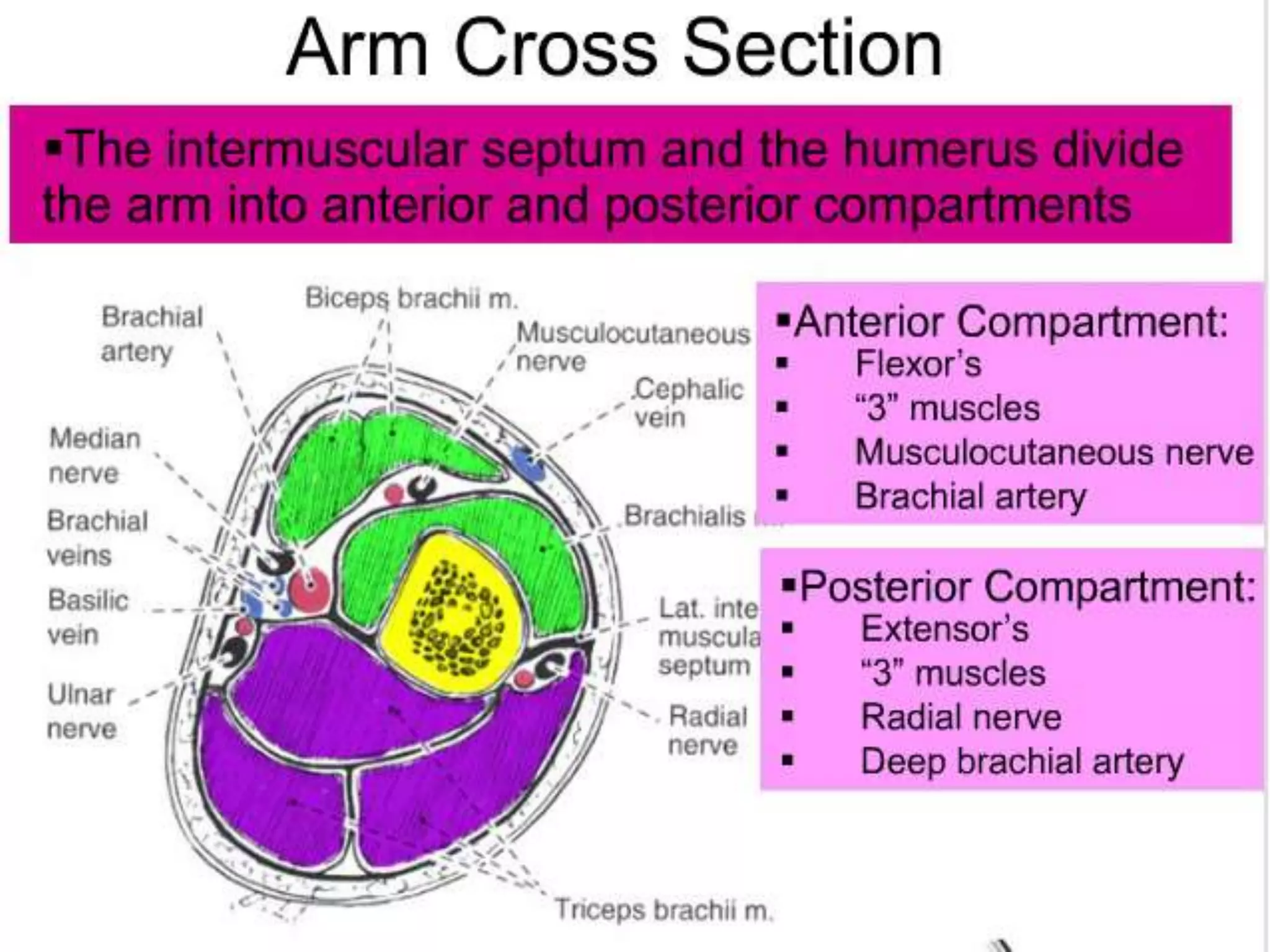 Presentation1.pptx, radiological anatomy of the arm and forearm. | PPTX