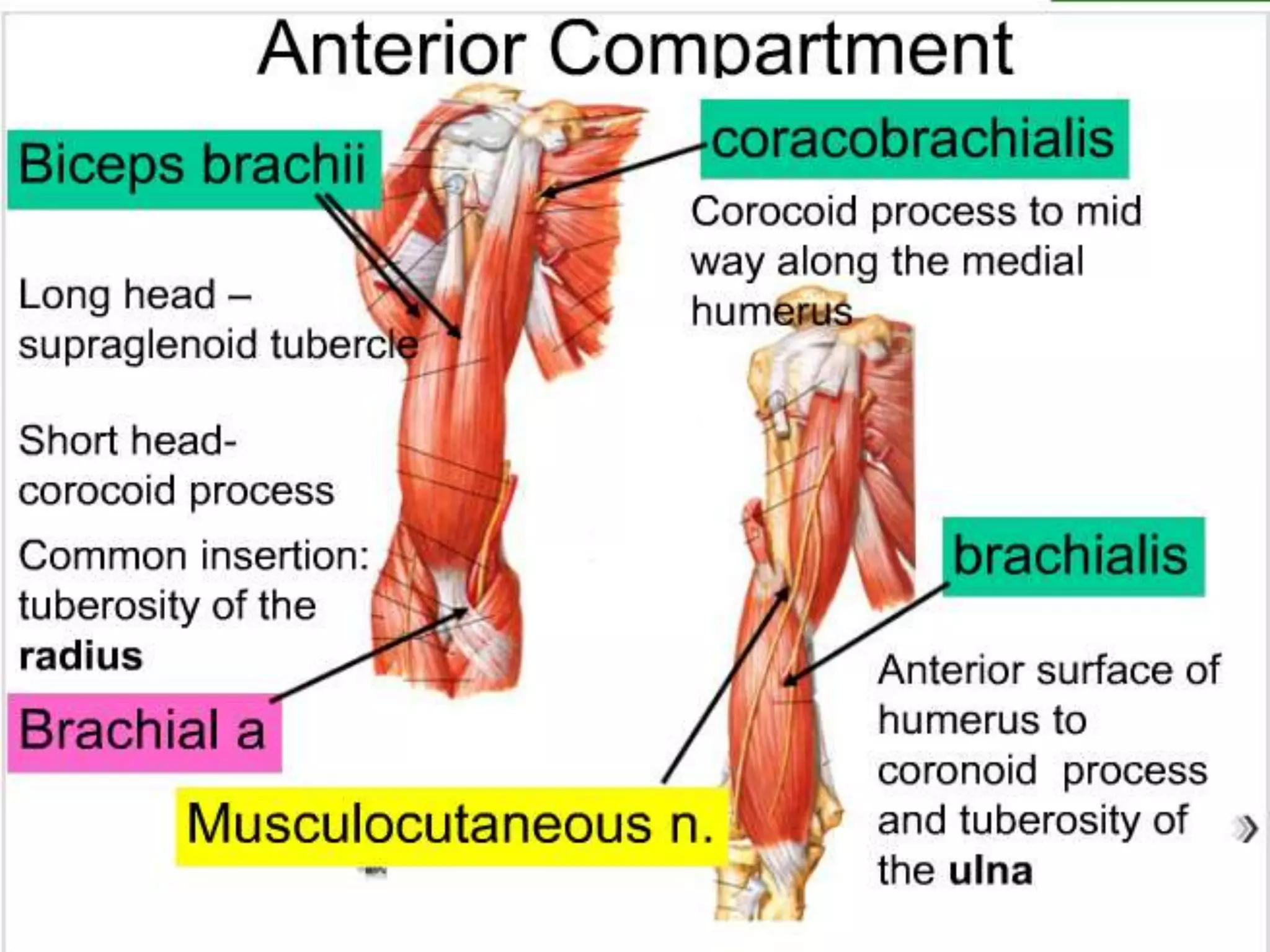 Presentation1.pptx, radiological anatomy of the arm and forearm. | PPTX