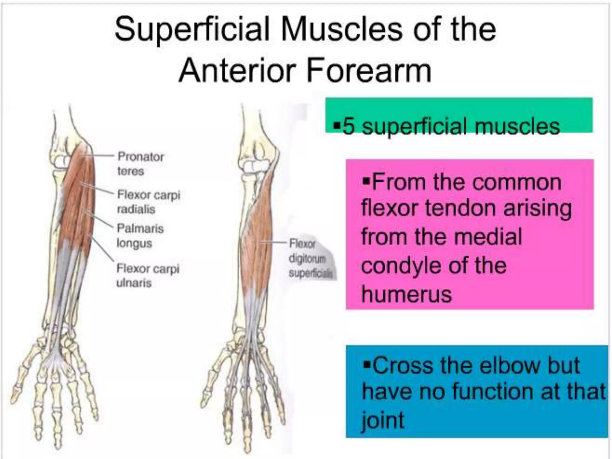 Presentation1.pptx, radiological anatomy of the arm and forearm. | PPTX