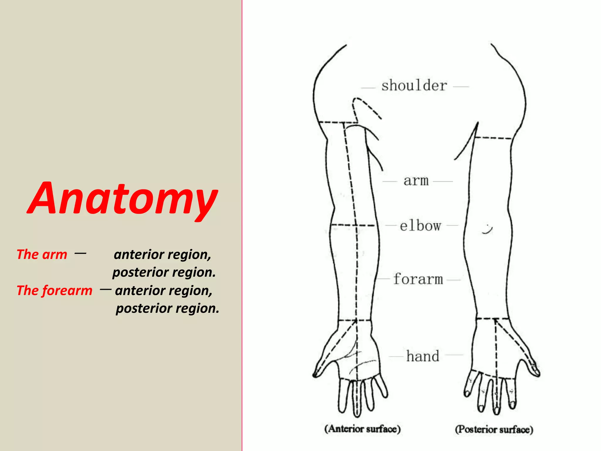 Presentation1.pptx, radiological anatomy of the arm and forearm. | PPTX