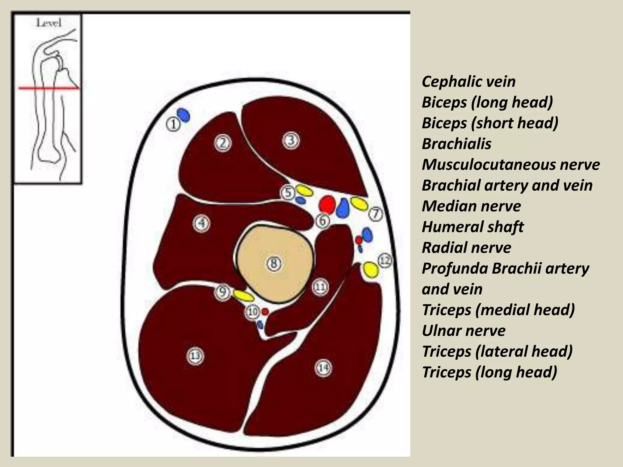 Presentation1.pptx, radiological anatomy of the arm and forearm. | PPTX