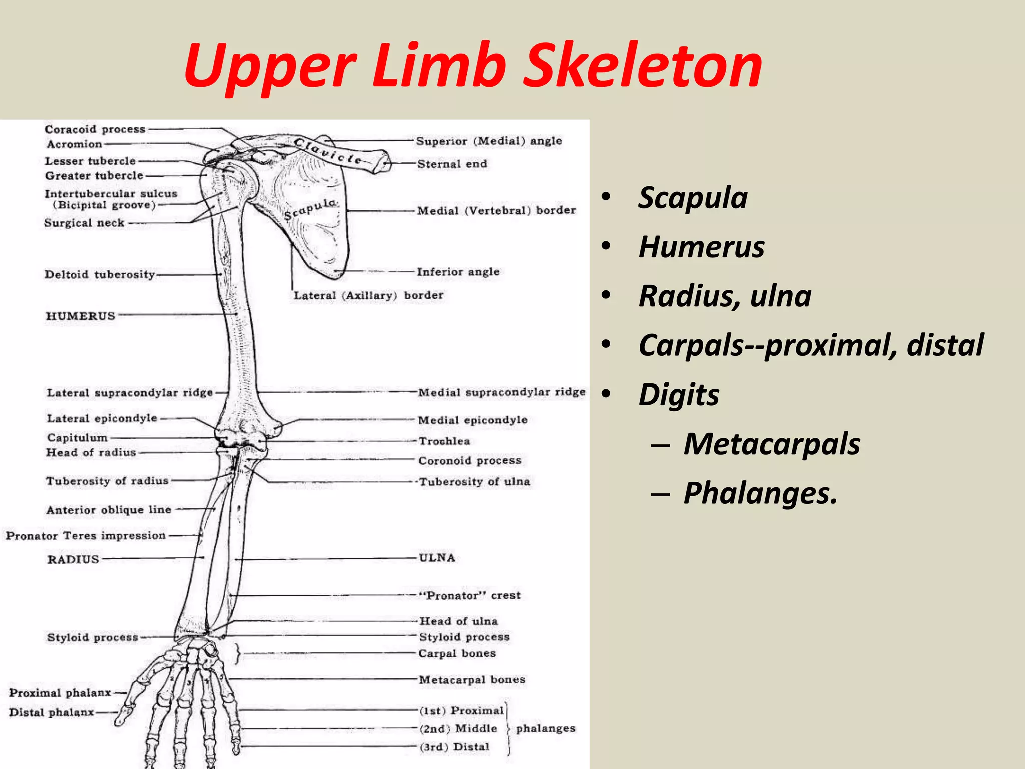 Presentation1.pptx, radiological anatomy of the arm and forearm. | PPTX