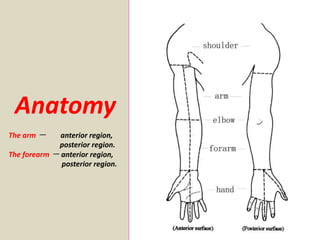 Regions Of The Arm