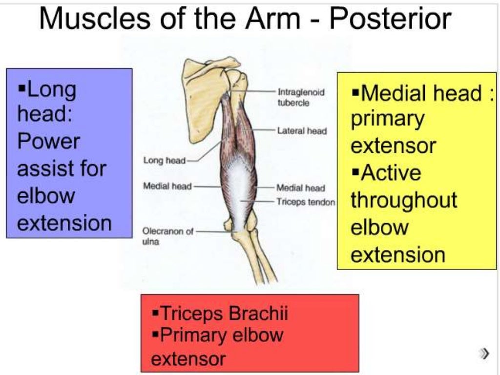 Presentation1.pptx, radiological anatomy of the arm and forearm.