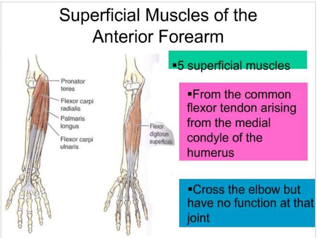 Presentation1.pptx, radiological anatomy of the arm and forearm.