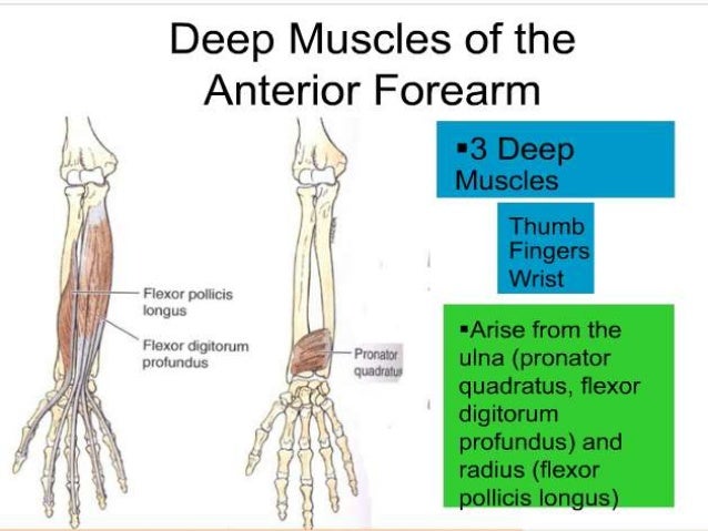 Presentation1.pptx, radiological anatomy of the arm and forearm.