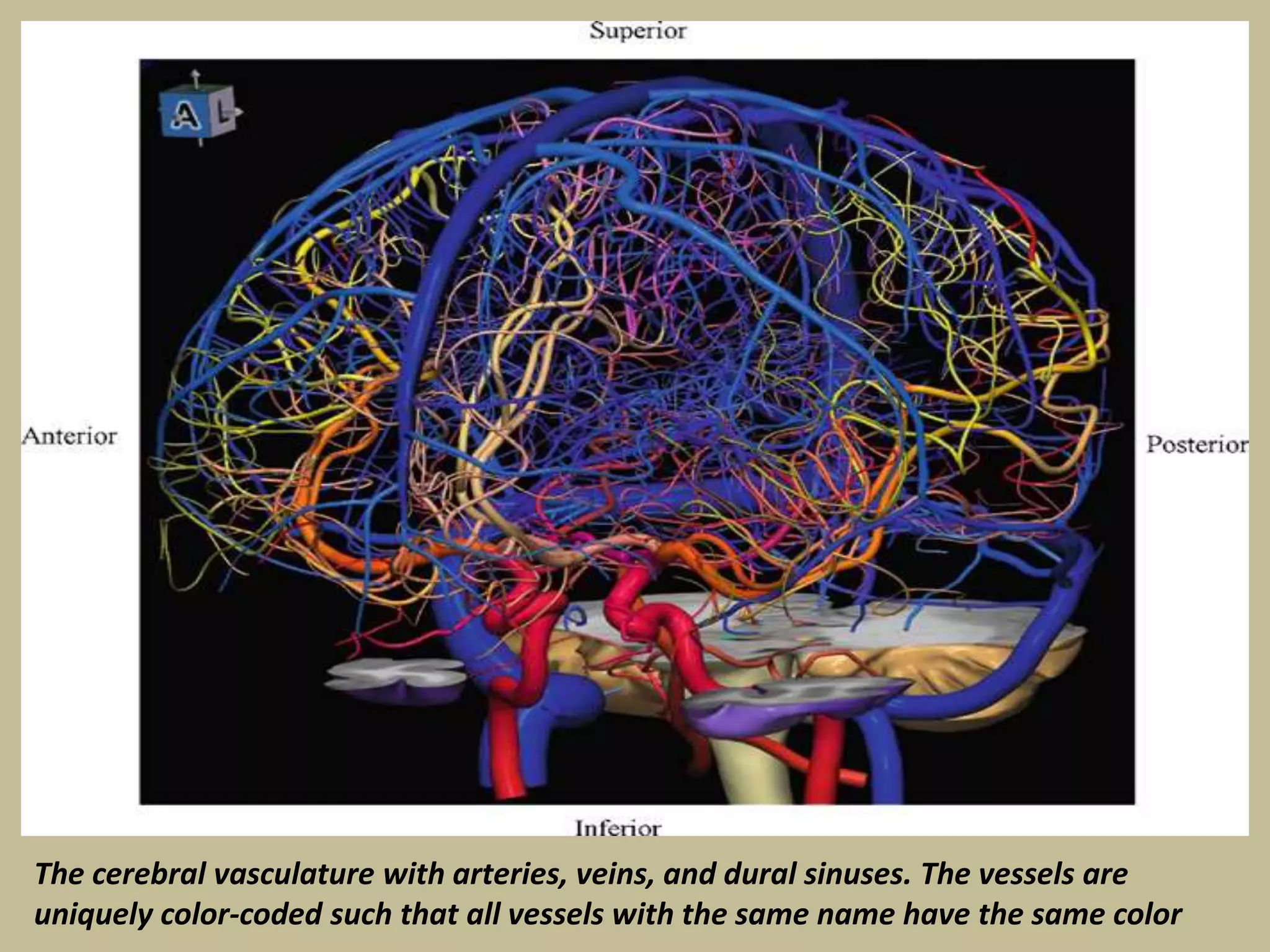 Presentation1.pptx, radiological vascular anatomy of the head and neck ...