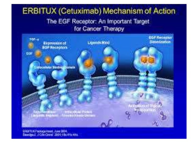 erbitux