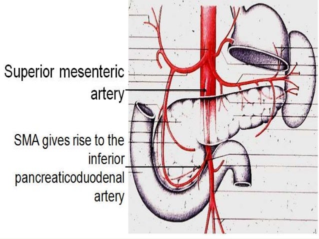 Presentation1.pptx, radiological vascular anatomy of the chest and ab…