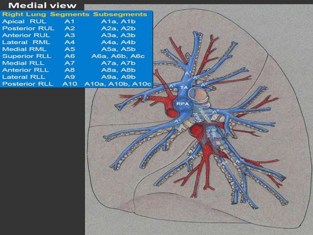 Venous Anatomy Chest