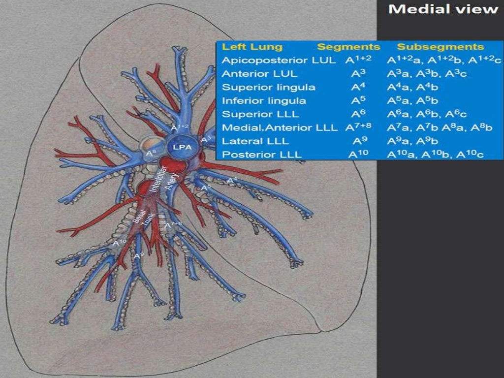Venous Anatomy Chest