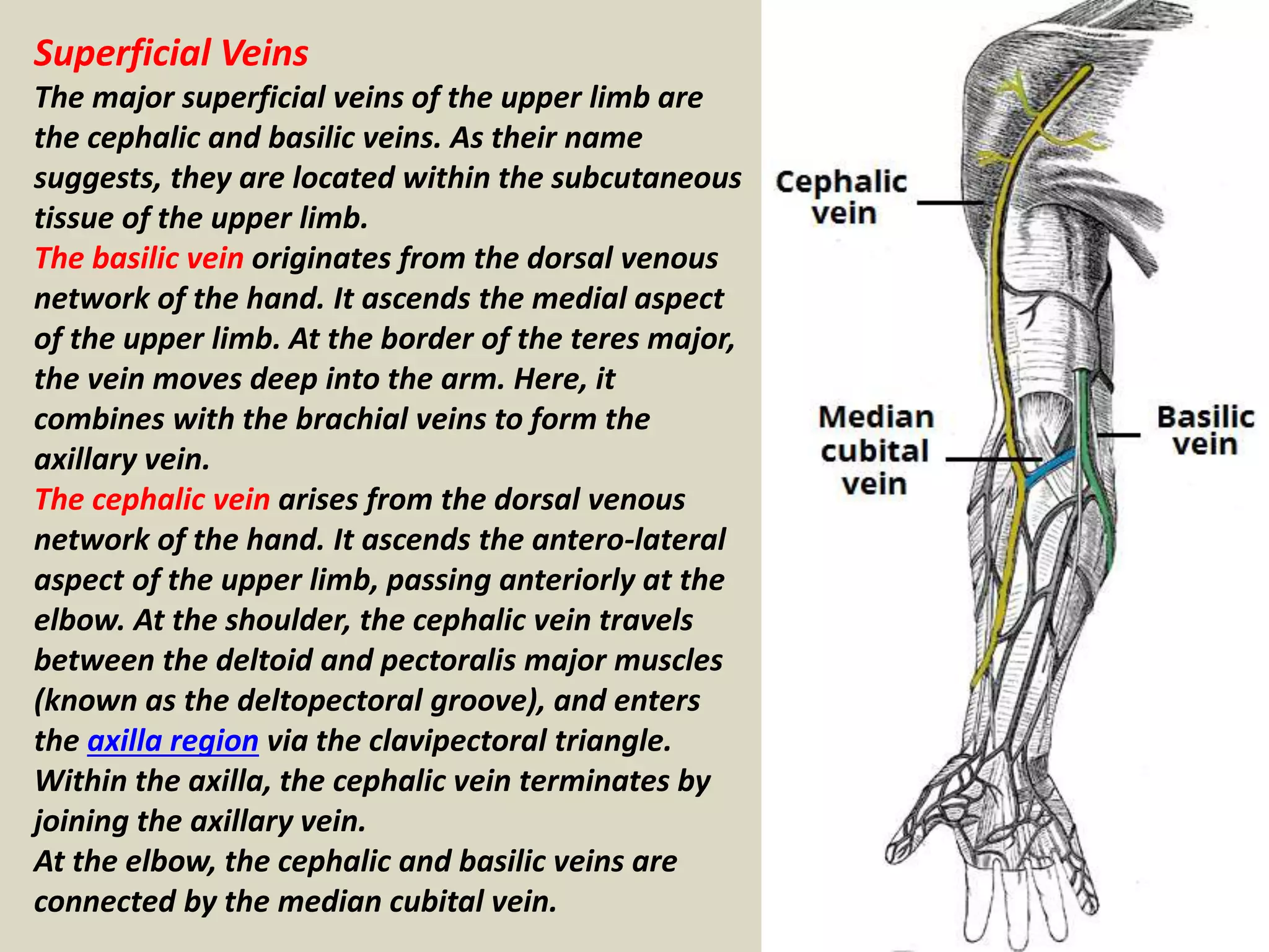 Presentation1.pptx, radiological vascular anatomy of the upper and ...