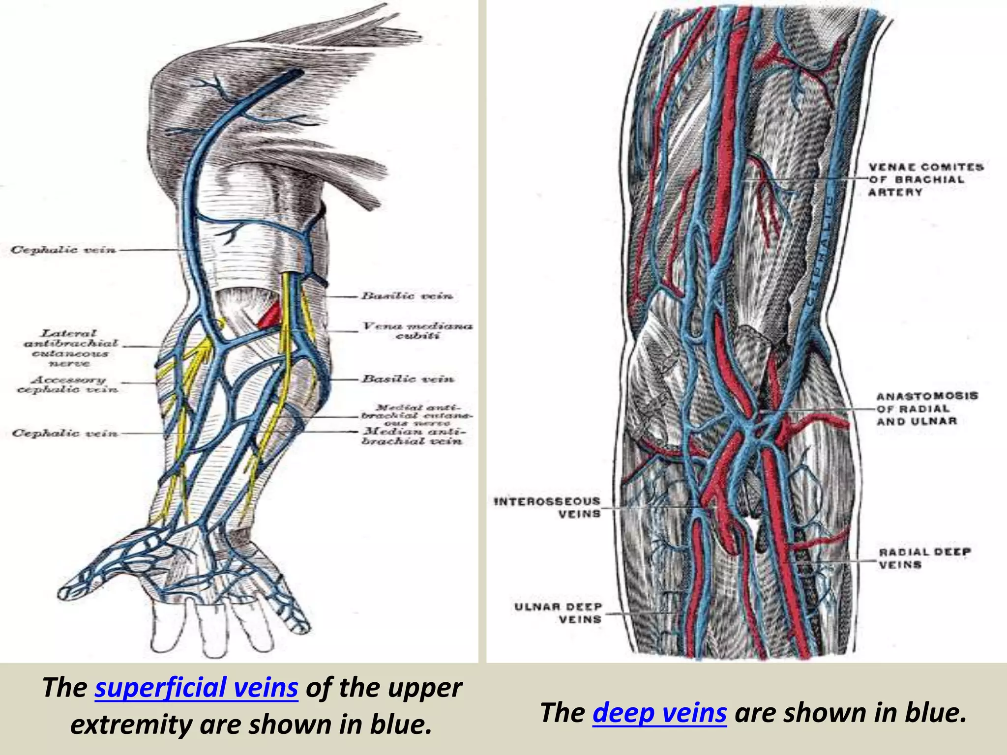 Presentation1.pptx, radiological vascular anatomy of the upper and ...