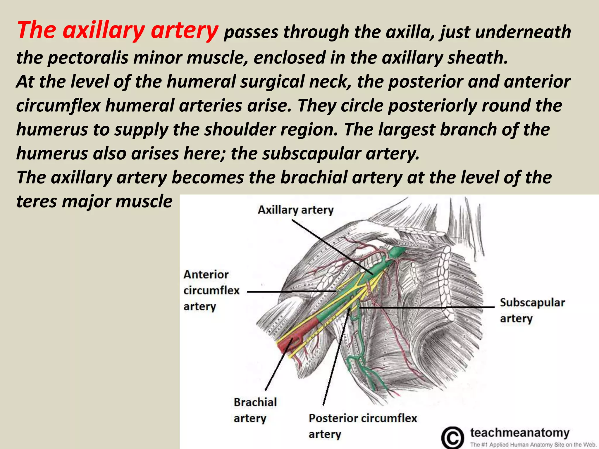Presentation1.pptx, radiological vascular anatomy of the upper and ...