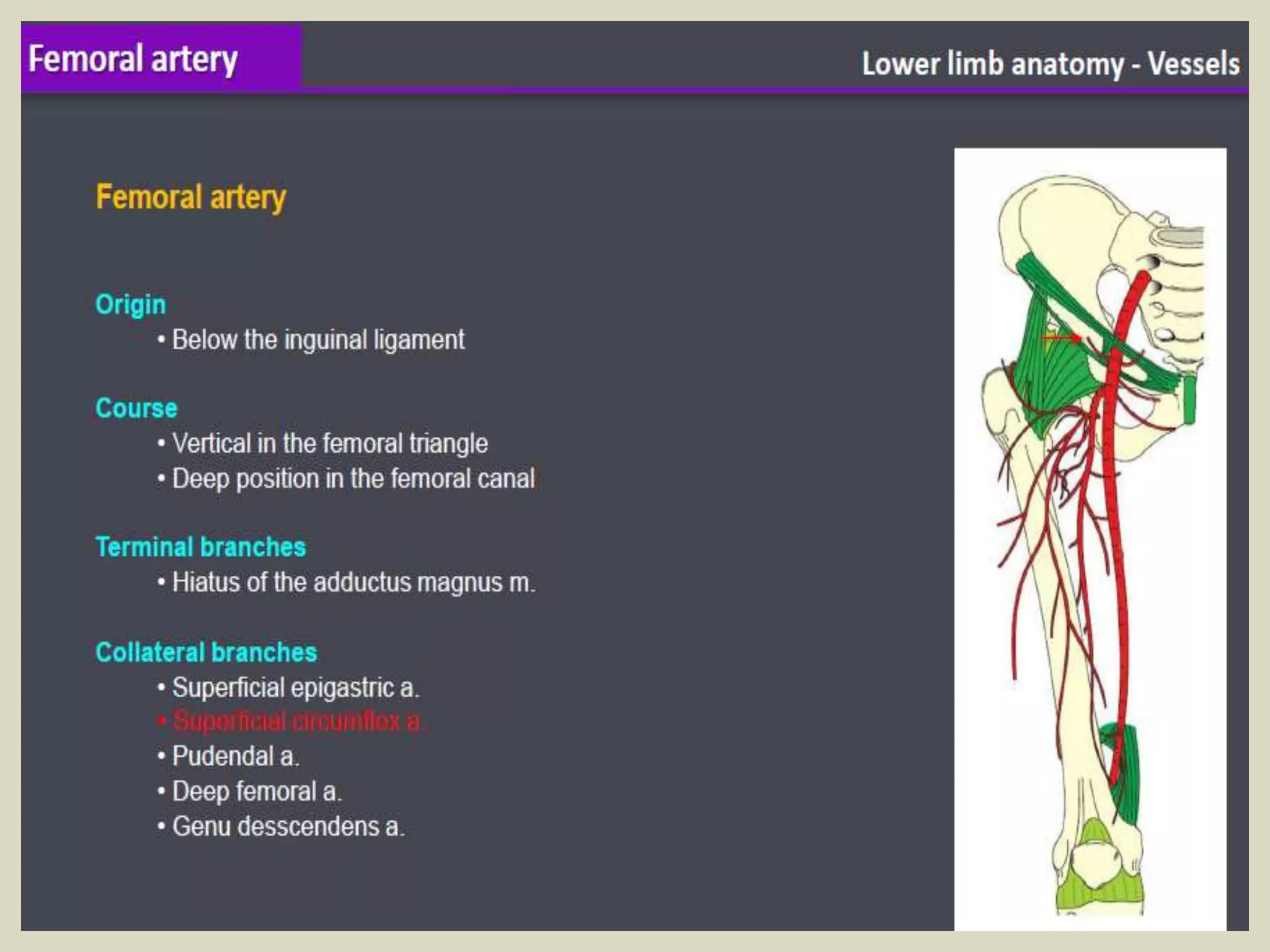 Presentation1.pptx, radiological vascular anatomy of the upper and ...