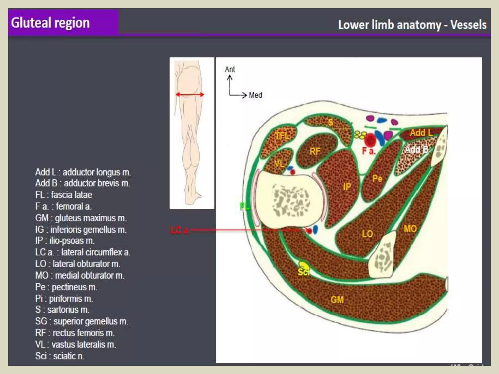 Presentation1.pptx, radiological vascular anatomy of the upper and lower limbs. | PPTX