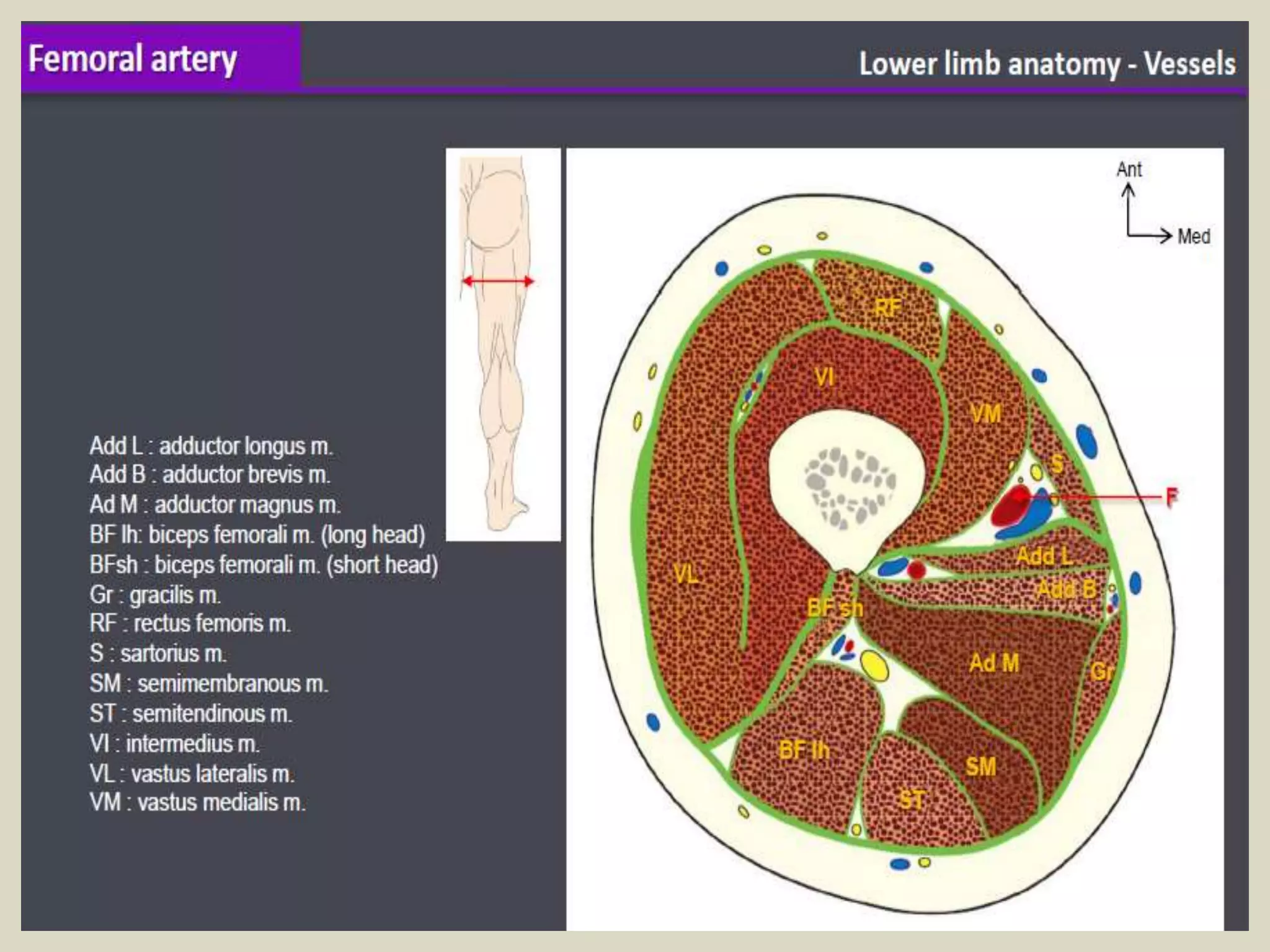 Presentation1.pptx, radiological vascular anatomy of the upper and lower limbs. | PPTX