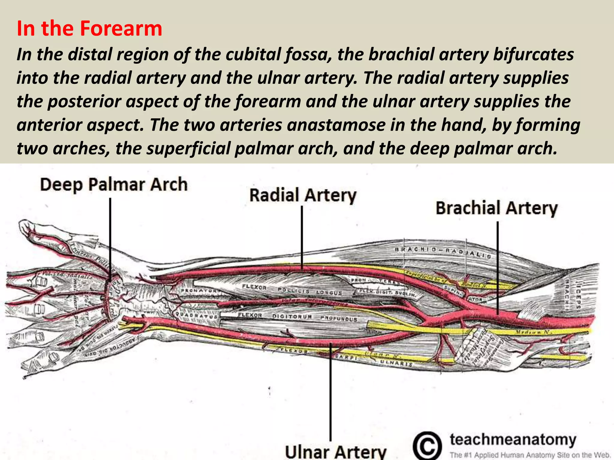 Presentation1.pptx, radiological vascular anatomy of the upper and ...