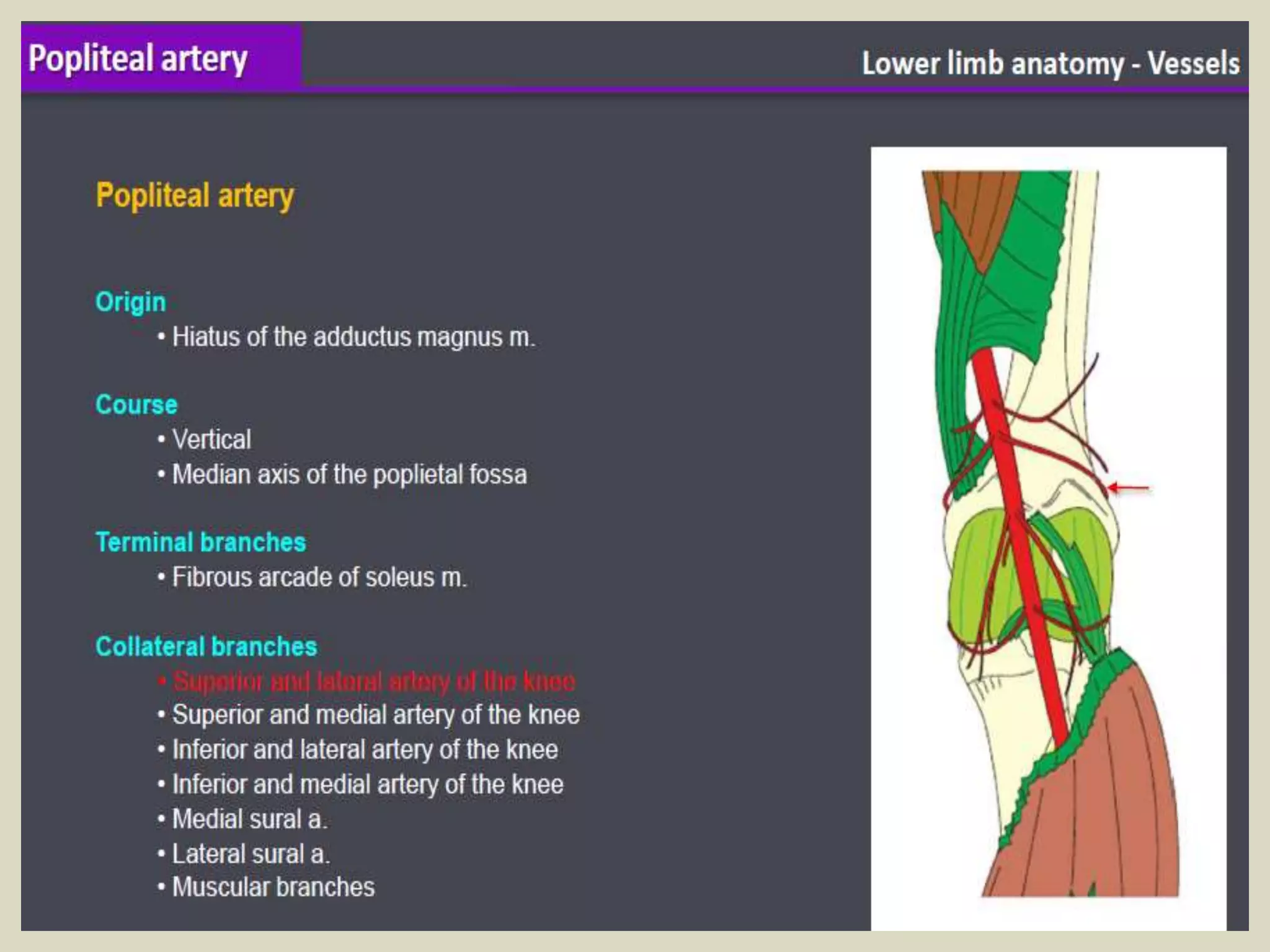 Presentation1.pptx, radiological vascular anatomy of the upper and lower limbs. | PPTX