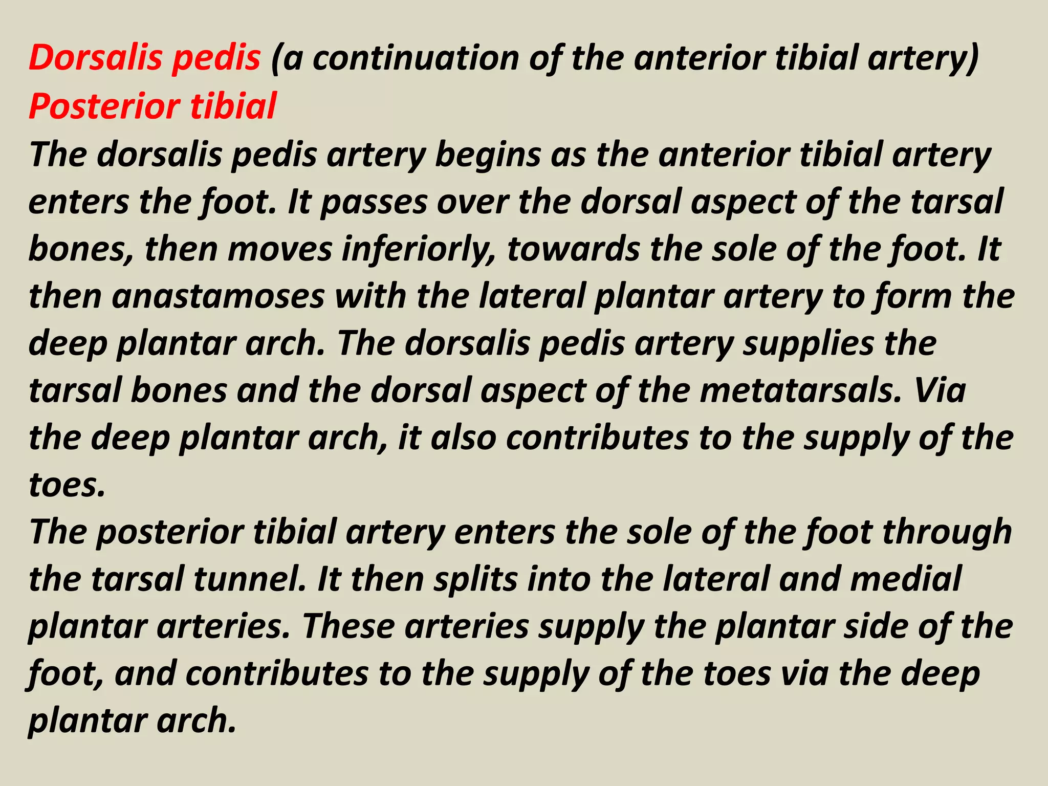 Presentation1.pptx, radiological vascular anatomy of the upper and ...
