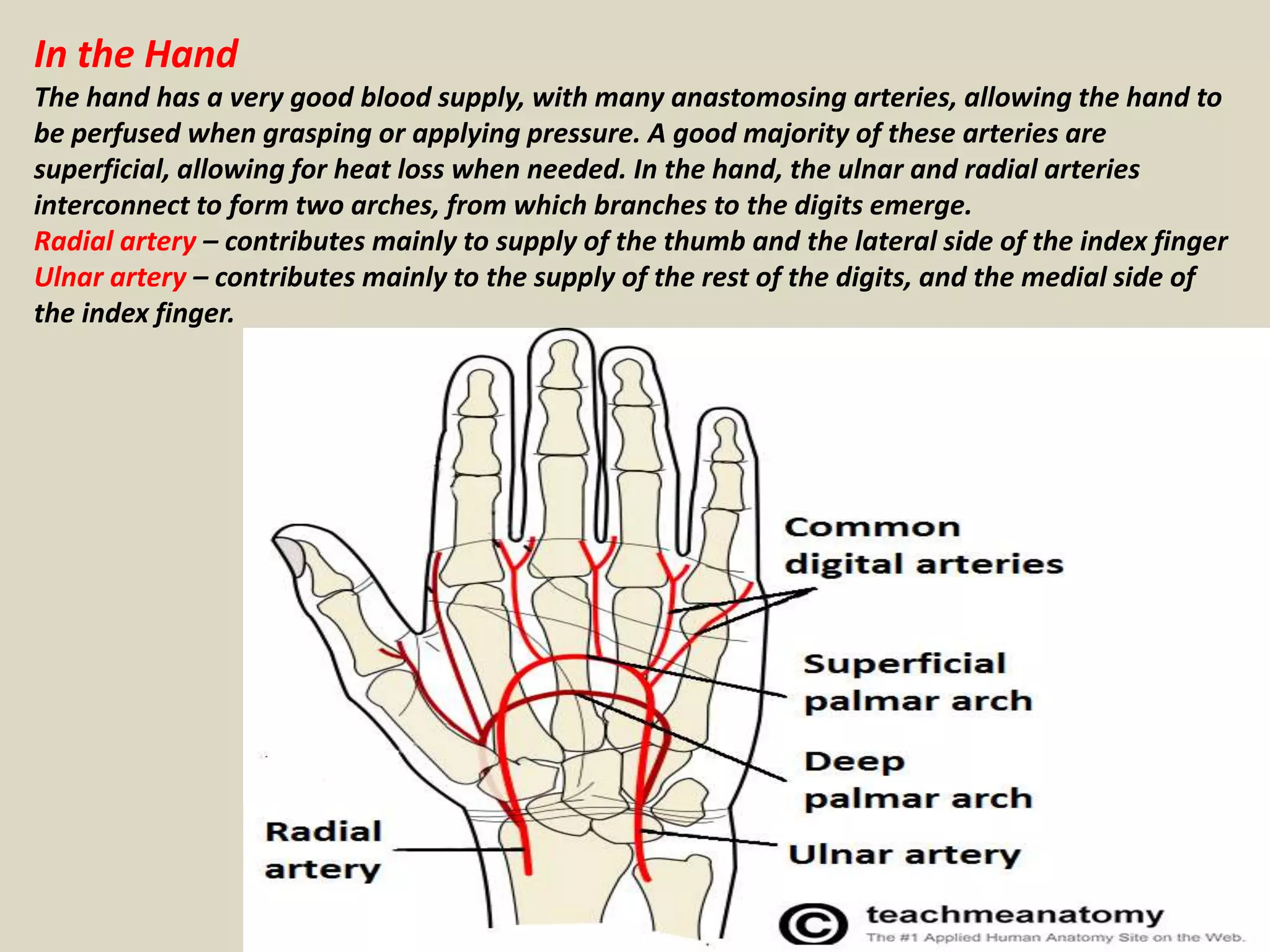 Presentation1.pptx, radiological vascular anatomy of the upper and ...
