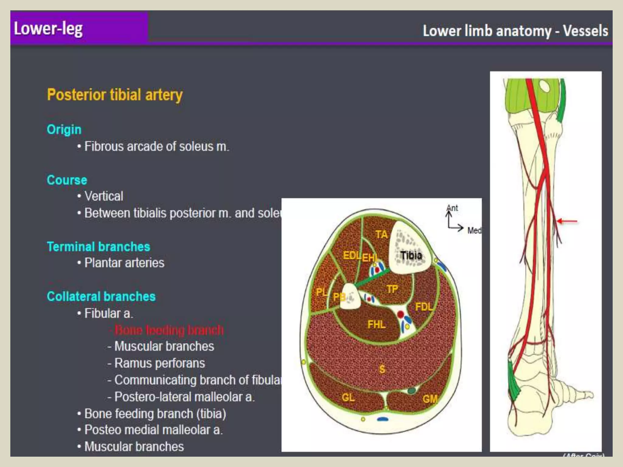 Presentation1.pptx, radiological vascular anatomy of the upper and lower limbs. | PPTX