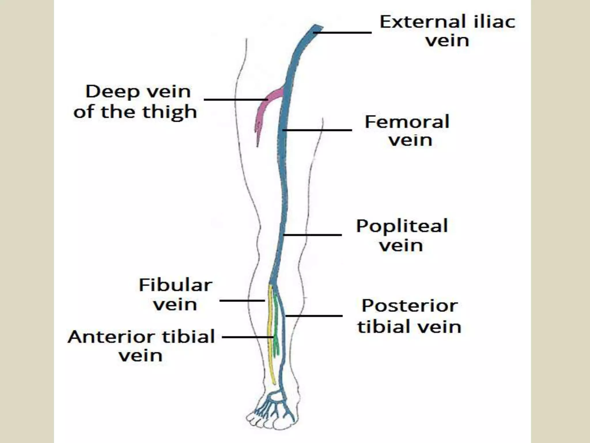 Presentation1.pptx, radiological vascular anatomy of the upper and ...