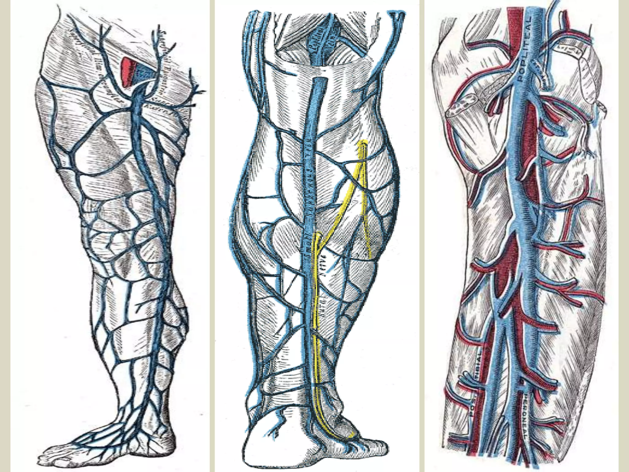 Presentation1.pptx, radiological vascular anatomy of the upper and lower limbs. | PPTX
