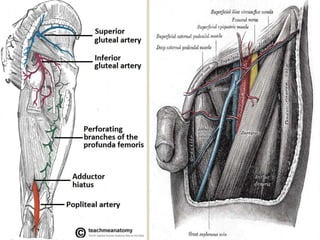 Presentation1.pptx, radiological vascular anatomy of the upper and ...