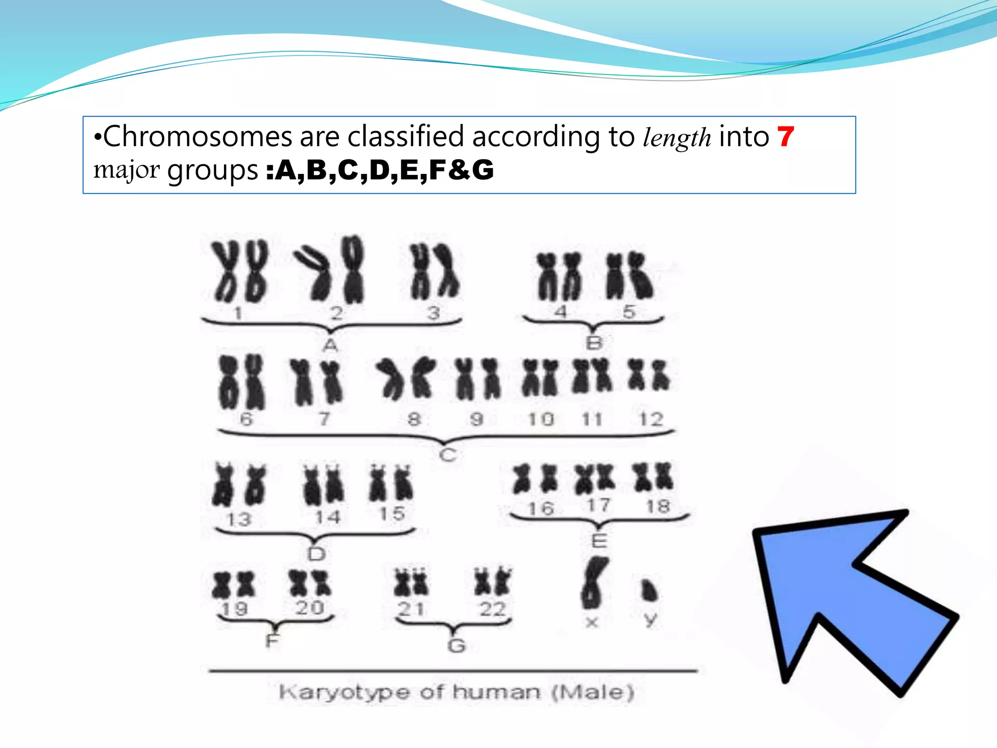 Classification of chromosomes | PPTX