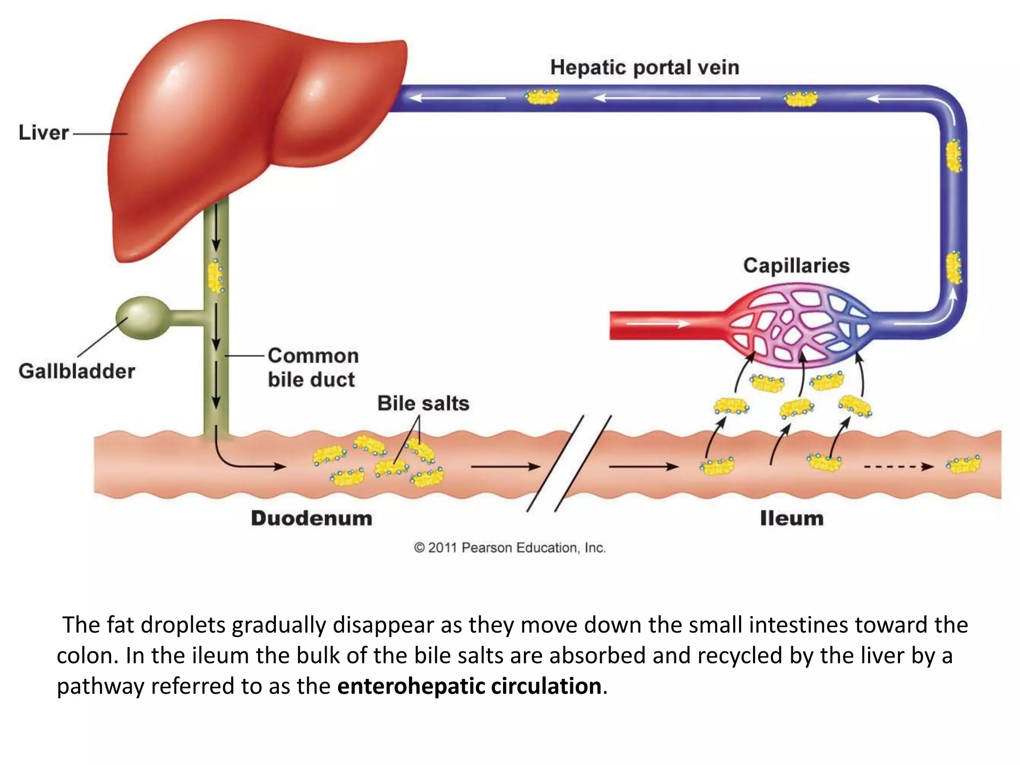 fat digestion | PPTX