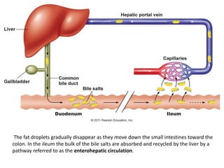 fat digestion | PPTX