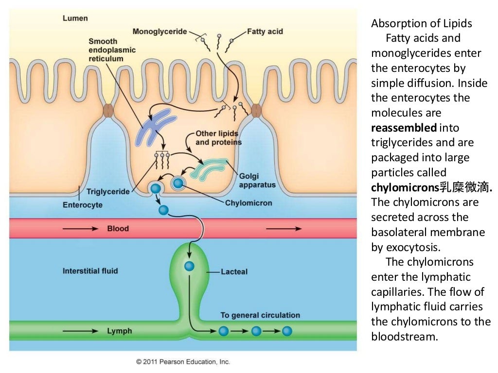 fat digestion