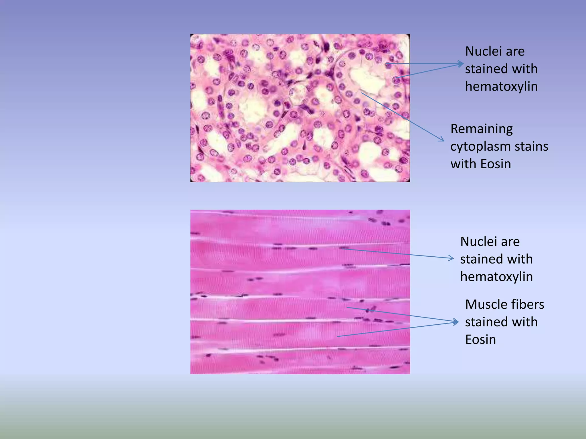 Histology Made Easy: Chap 1: Introduction to Histology | PPTX