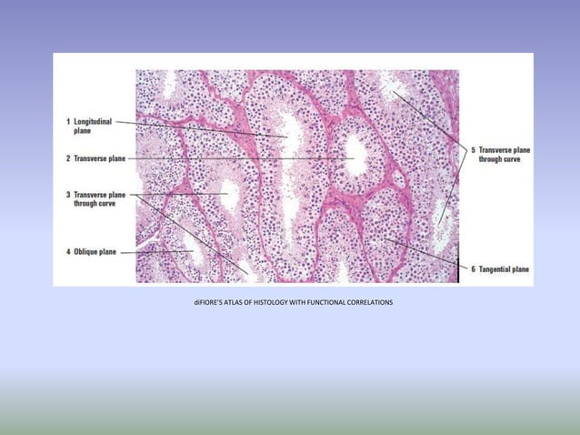 Histology Made Easy: Chap 1: Introduction to Histology | PPTX