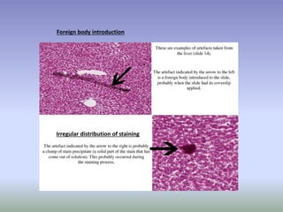 Histology Made Easy: Chap 1: Introduction to Histology | PPTX